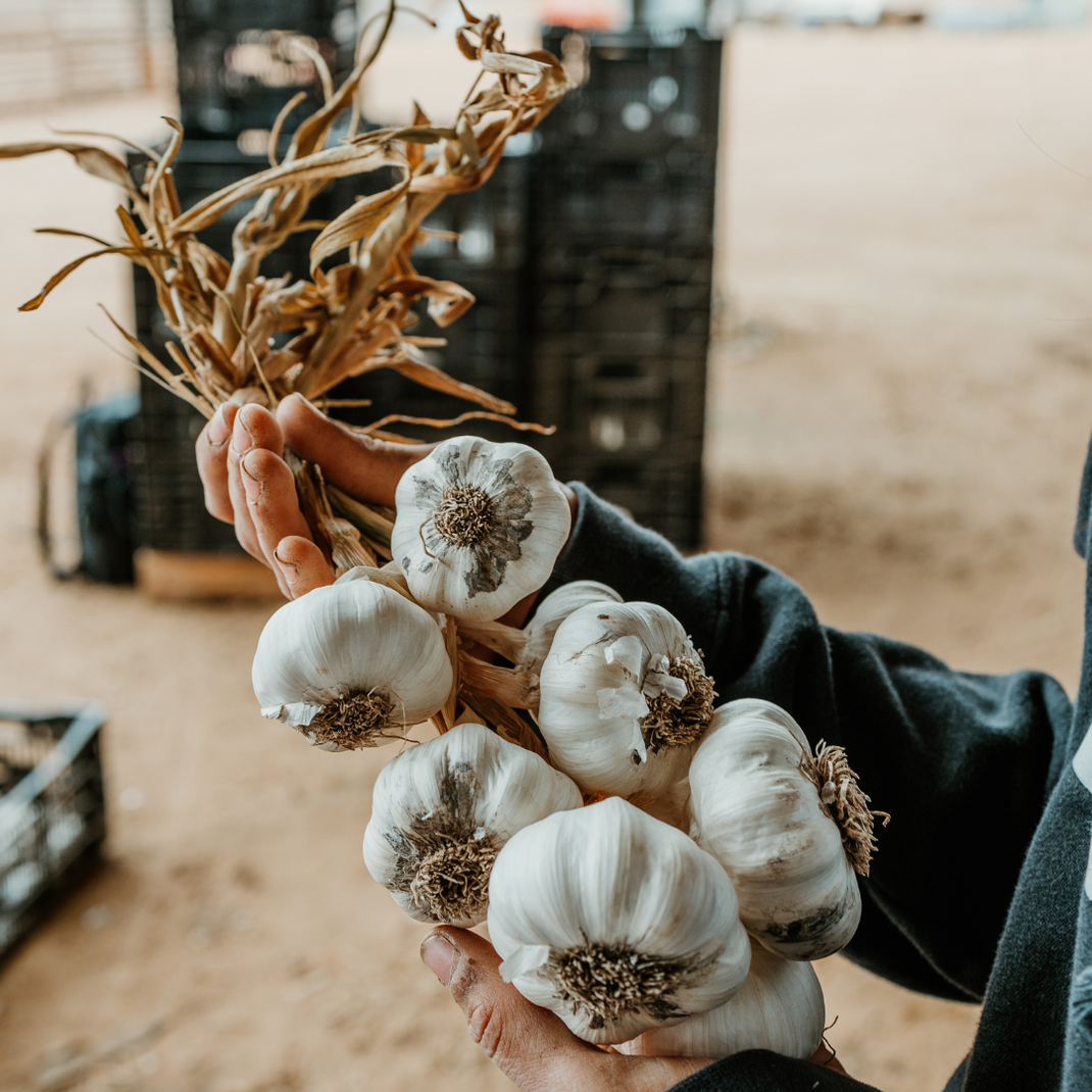 Kangaroo Island Fresh Garlic | 100% Australian Garlic