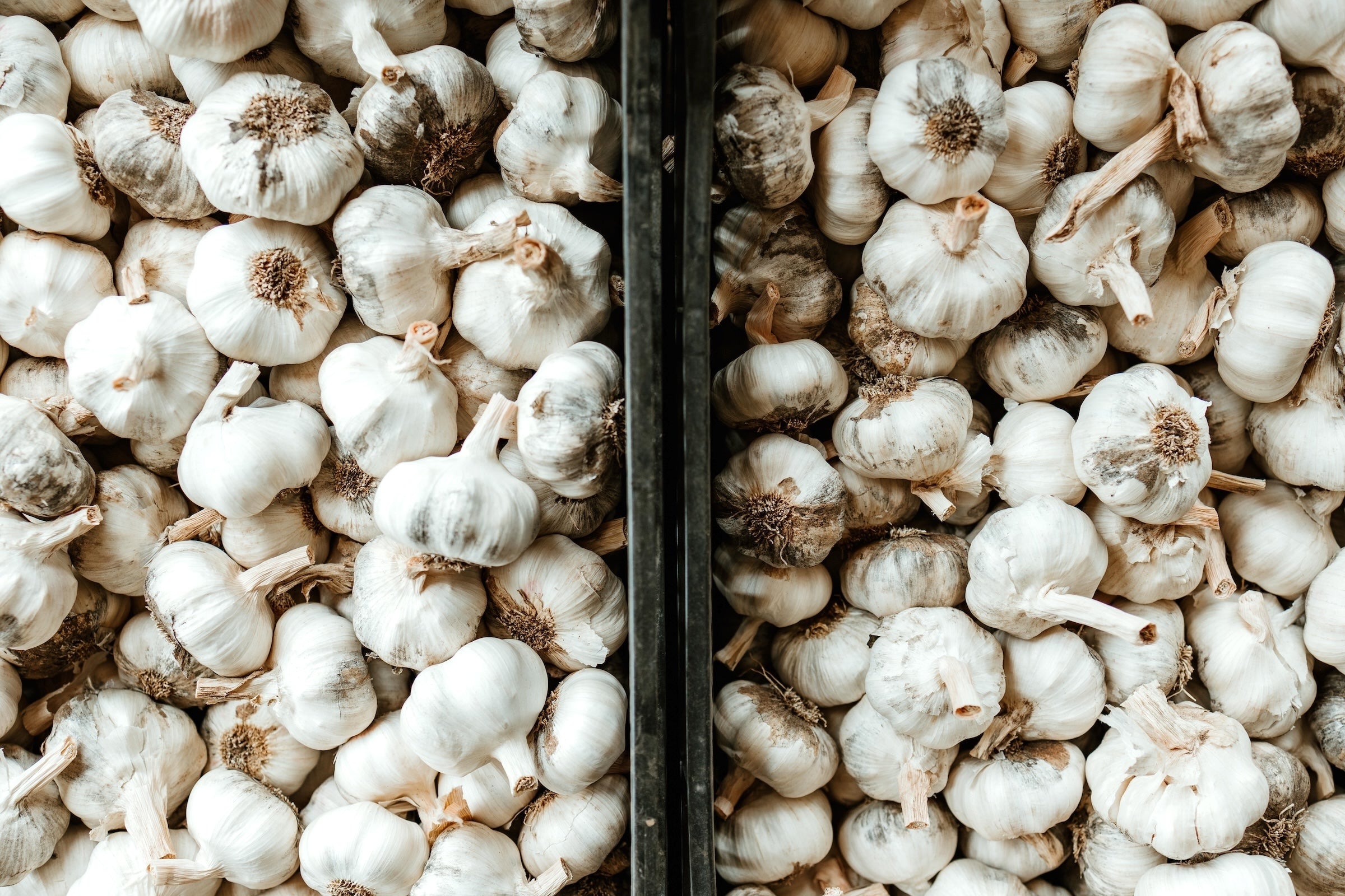 Kangaroo Island Fresh Garlic | 100% Australian Garlic